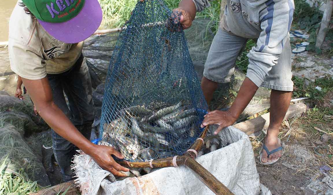 Ikan Lele Panen - 1152x675 Wallpaper - teahub.io