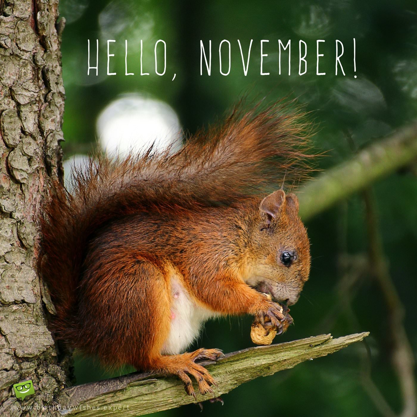 Hello November Cute - 1400x1400 Wallpaper - teahub.io