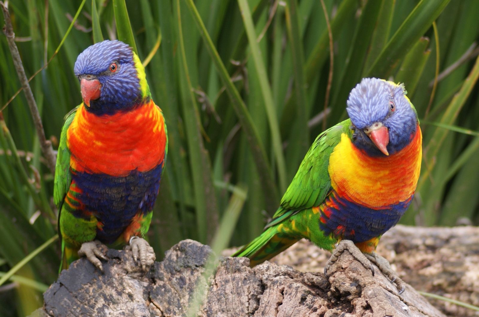 Beautiful Parrot Pictures Download - Beautiful Parrots Images Download ...
