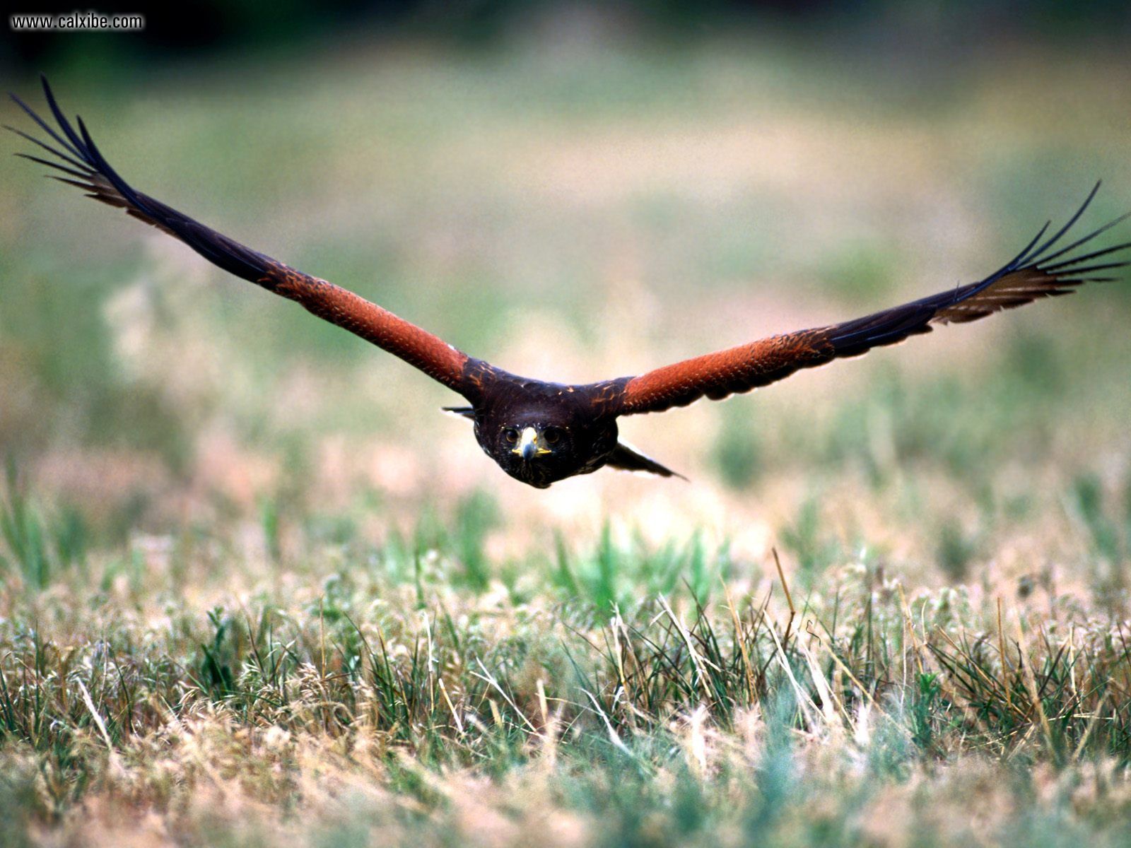 Harris Hawk On Hares - 1600x1200 Wallpaper - teahub.io