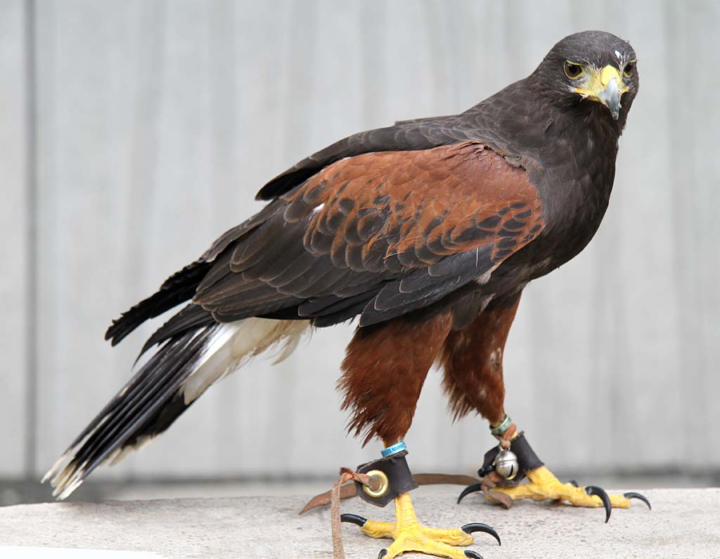 Harris Hawk - 1024x795 Wallpaper - teahub.io