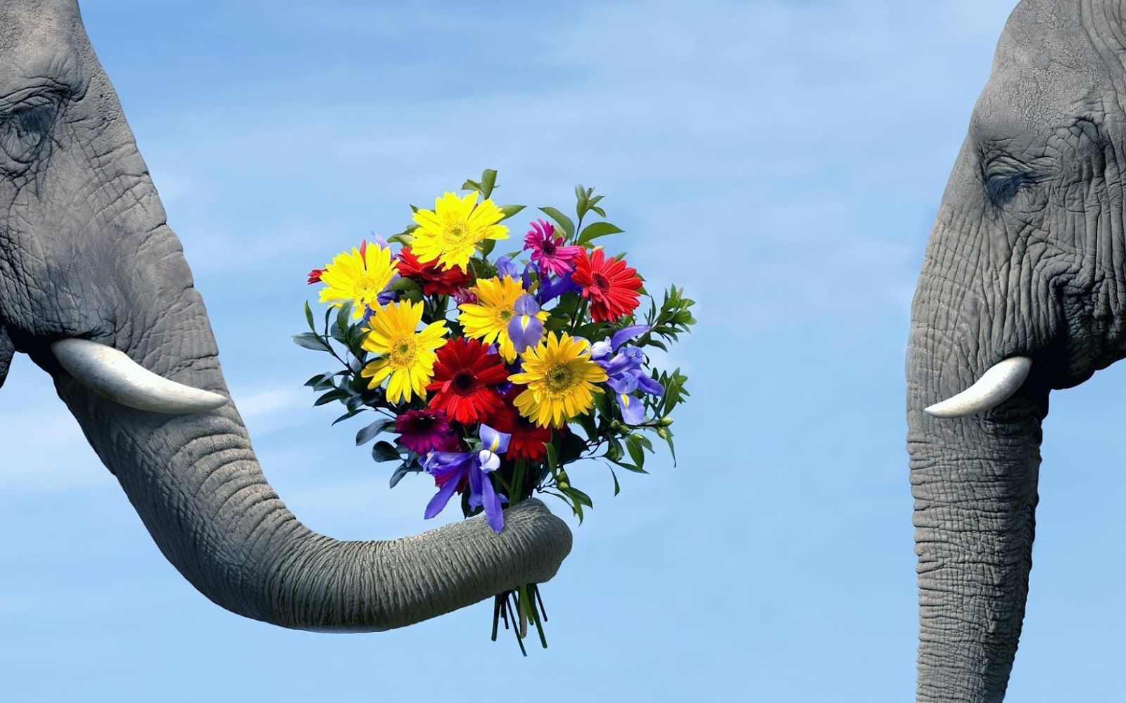 Welcome Elephant With Flower - 1600x1000 Wallpaper - teahub.io