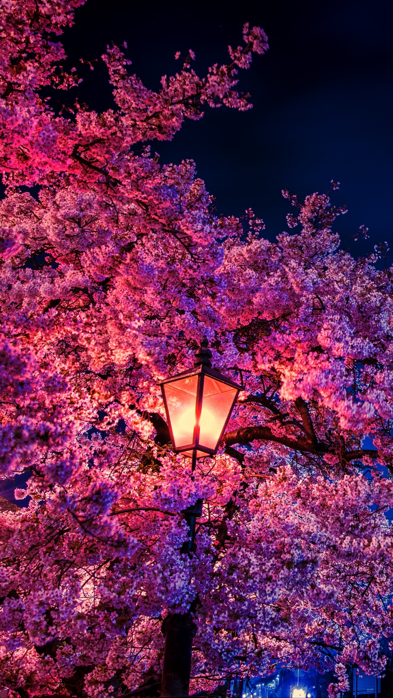 Wallpaper Sakura, Flowers, Lantern, Blooms, Evening, - Sakura Flower ...