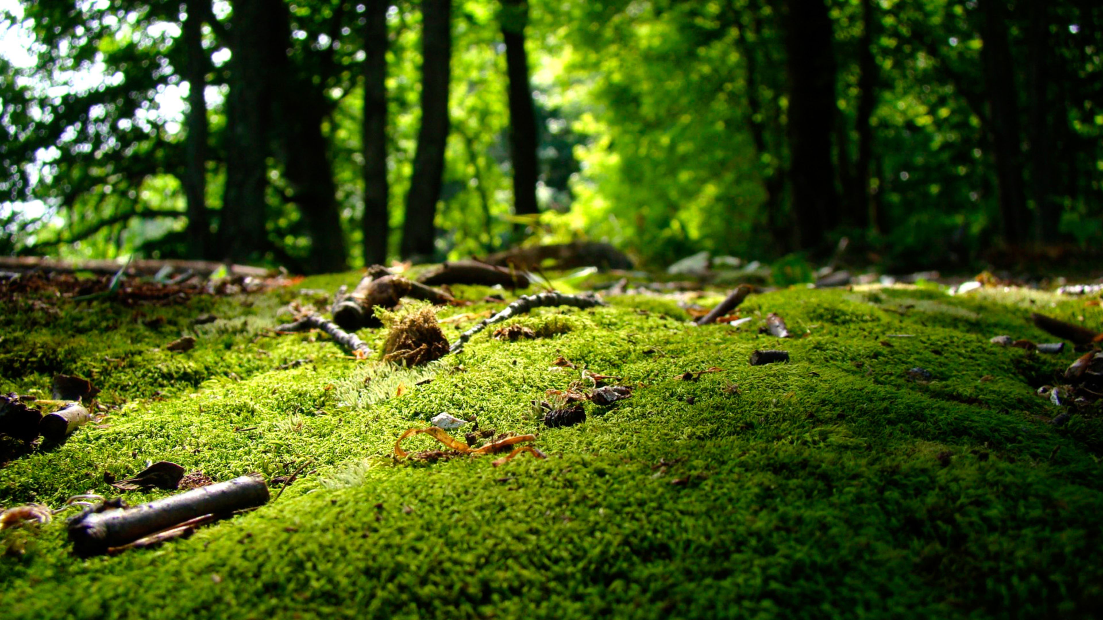 Forest Moss - 3840x2160 Wallpaper - teahub.io